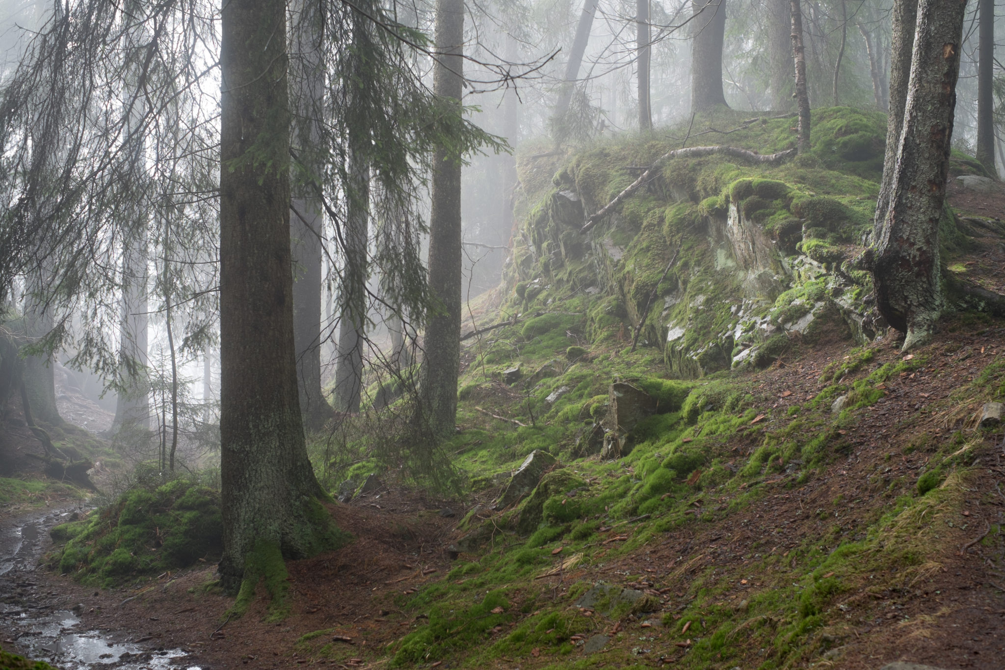 Eventyrskog – villmark midt i Oslo. – Document