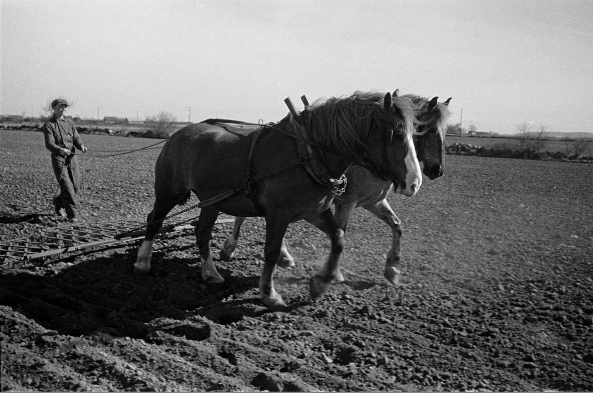 Harving (1938) – Document