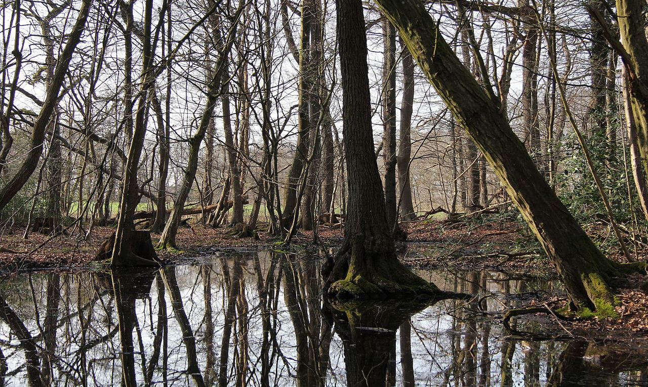 Livet i sumpen – Document