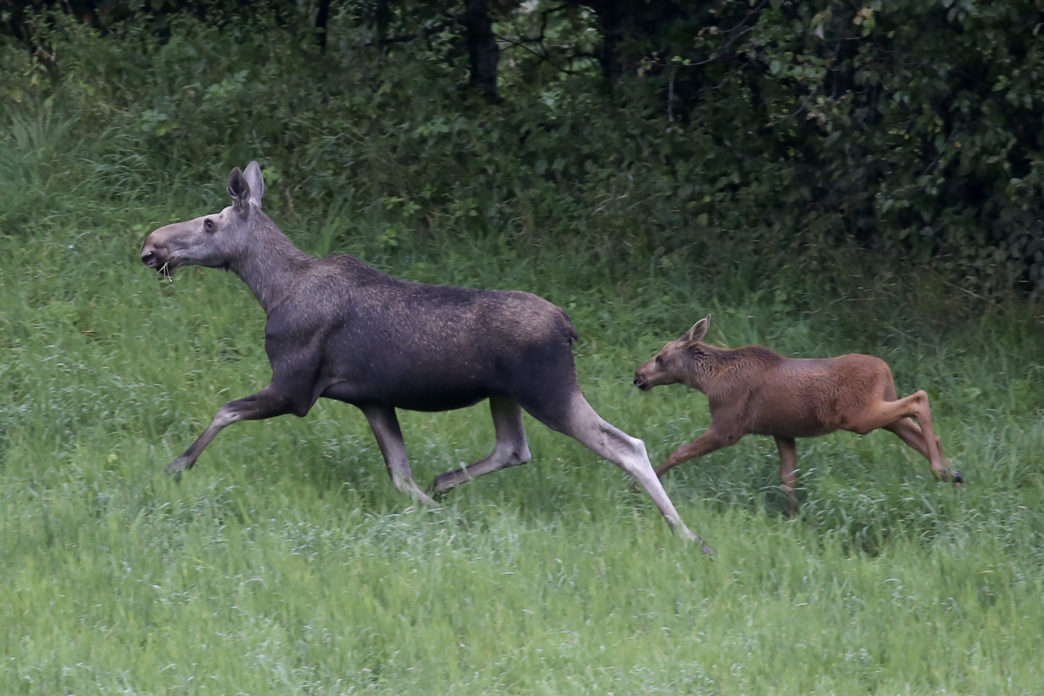 Elg i Innlandet har fått påvist ekinokokker
