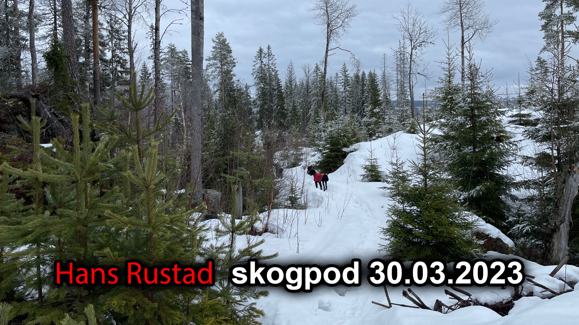 Skogpod 30. mars 2023