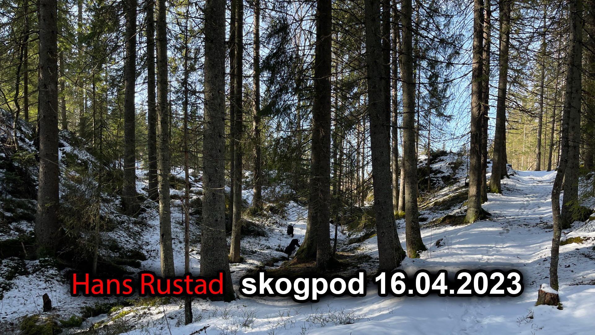 Skogpod 16. april 2023