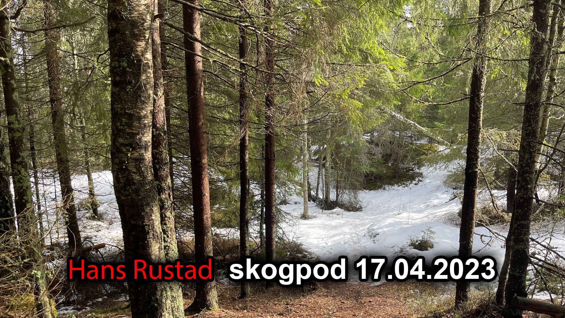 Skogpod 17. april 2023 – Document