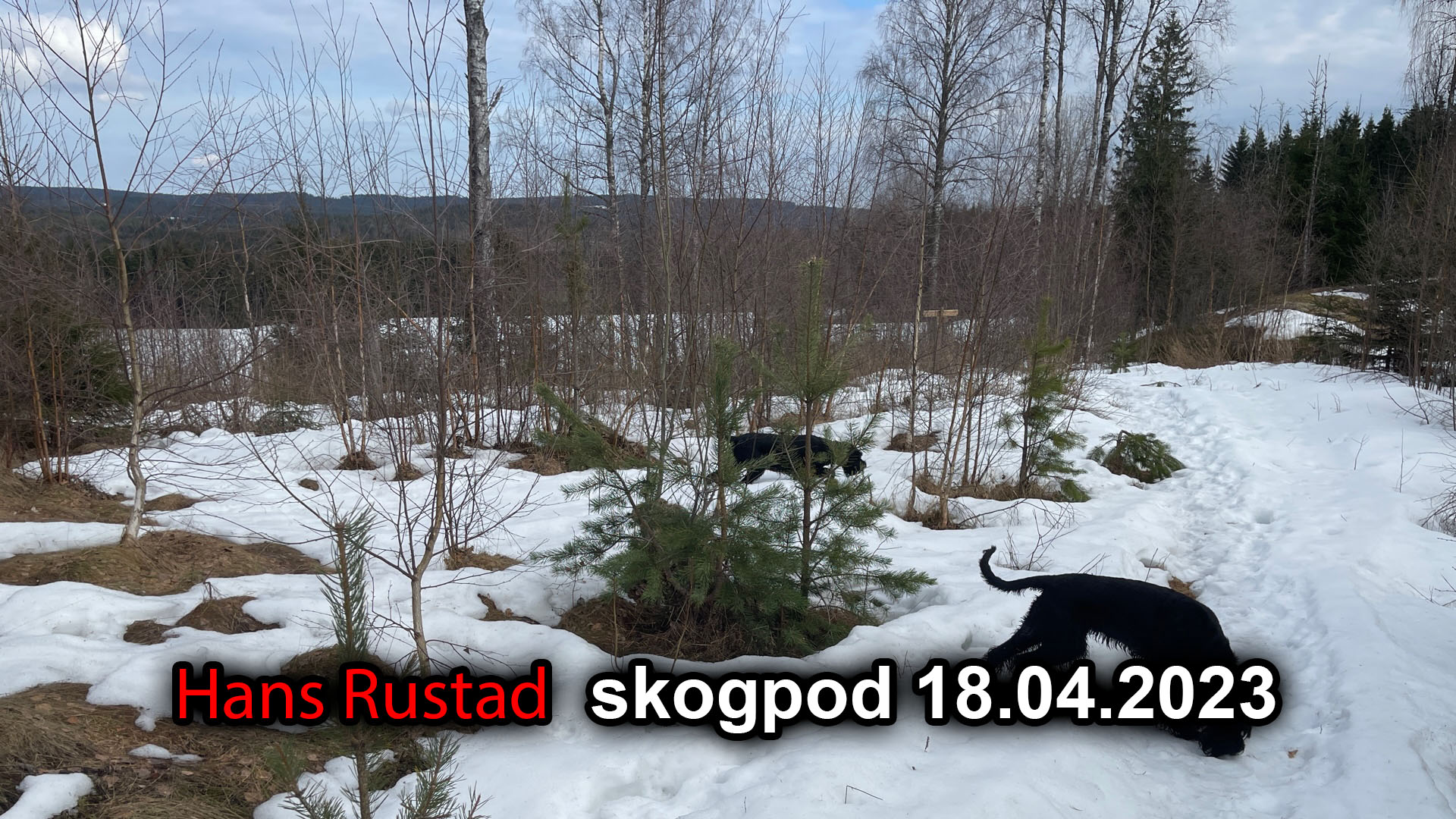 Skogpod 18. april 2023