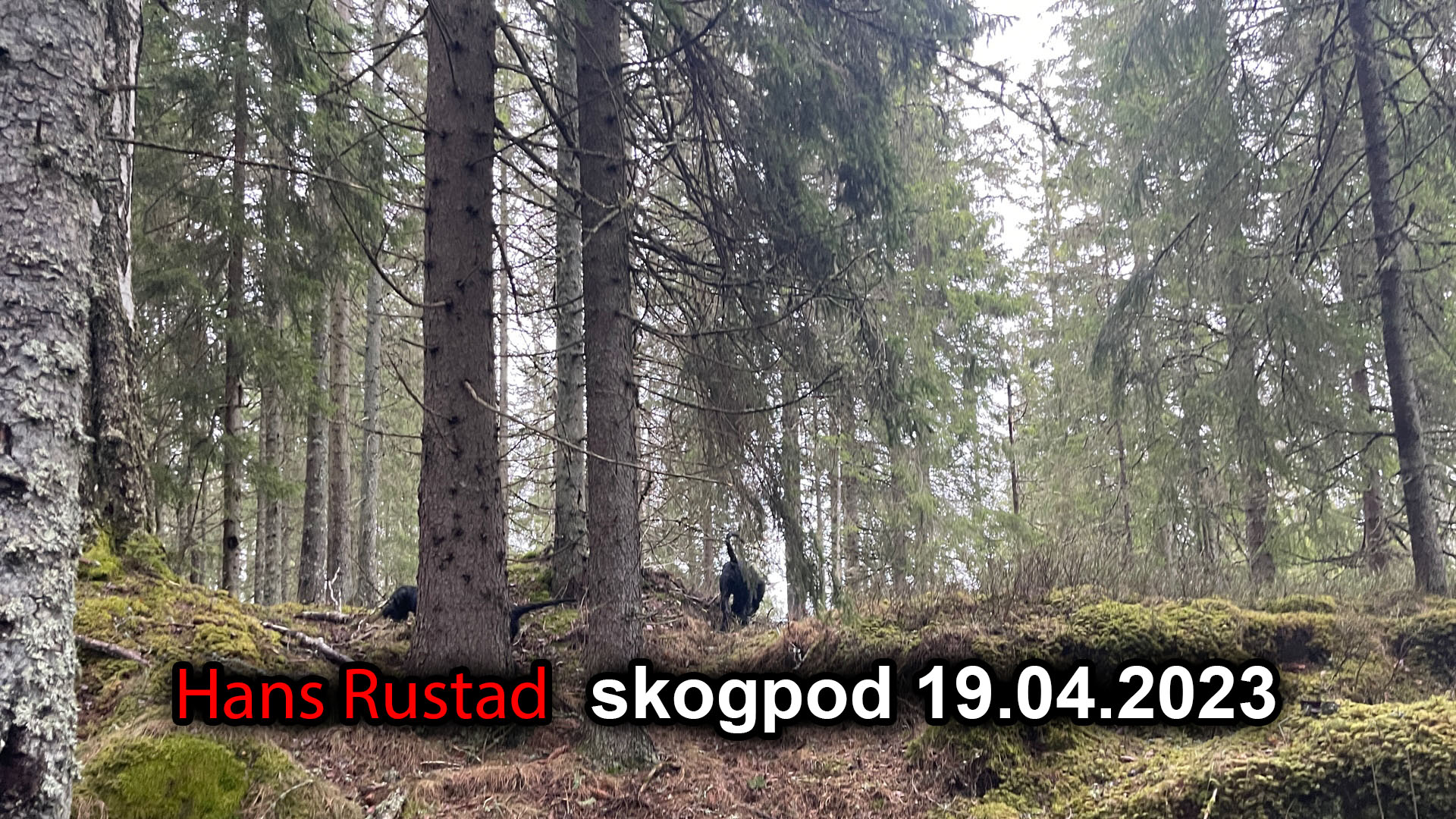 Skogpod 19. april 2023