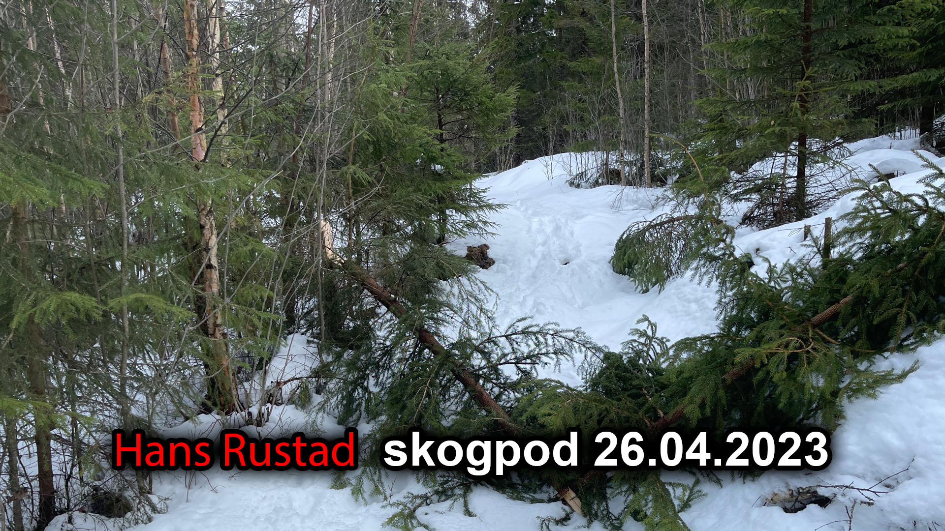 Skogpod 26. april 2023