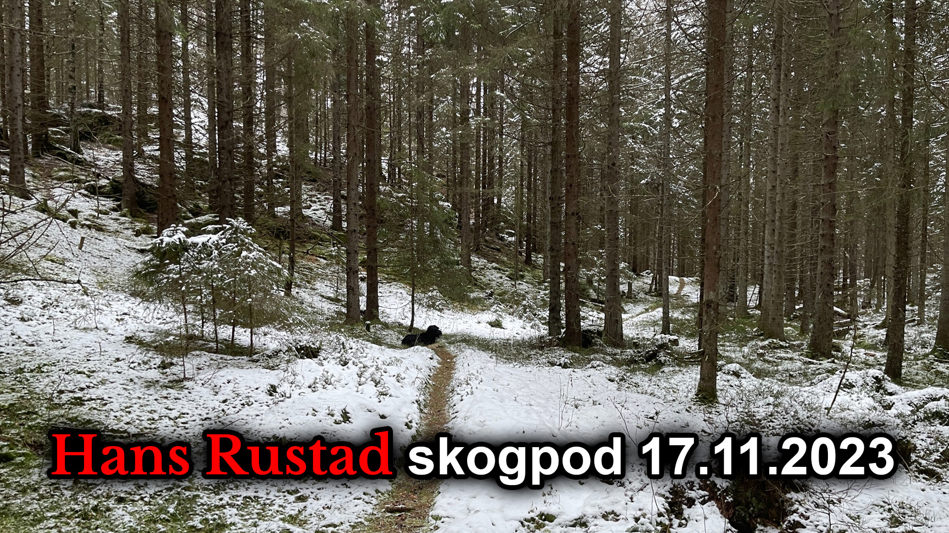 Skogpod 17. november 2023