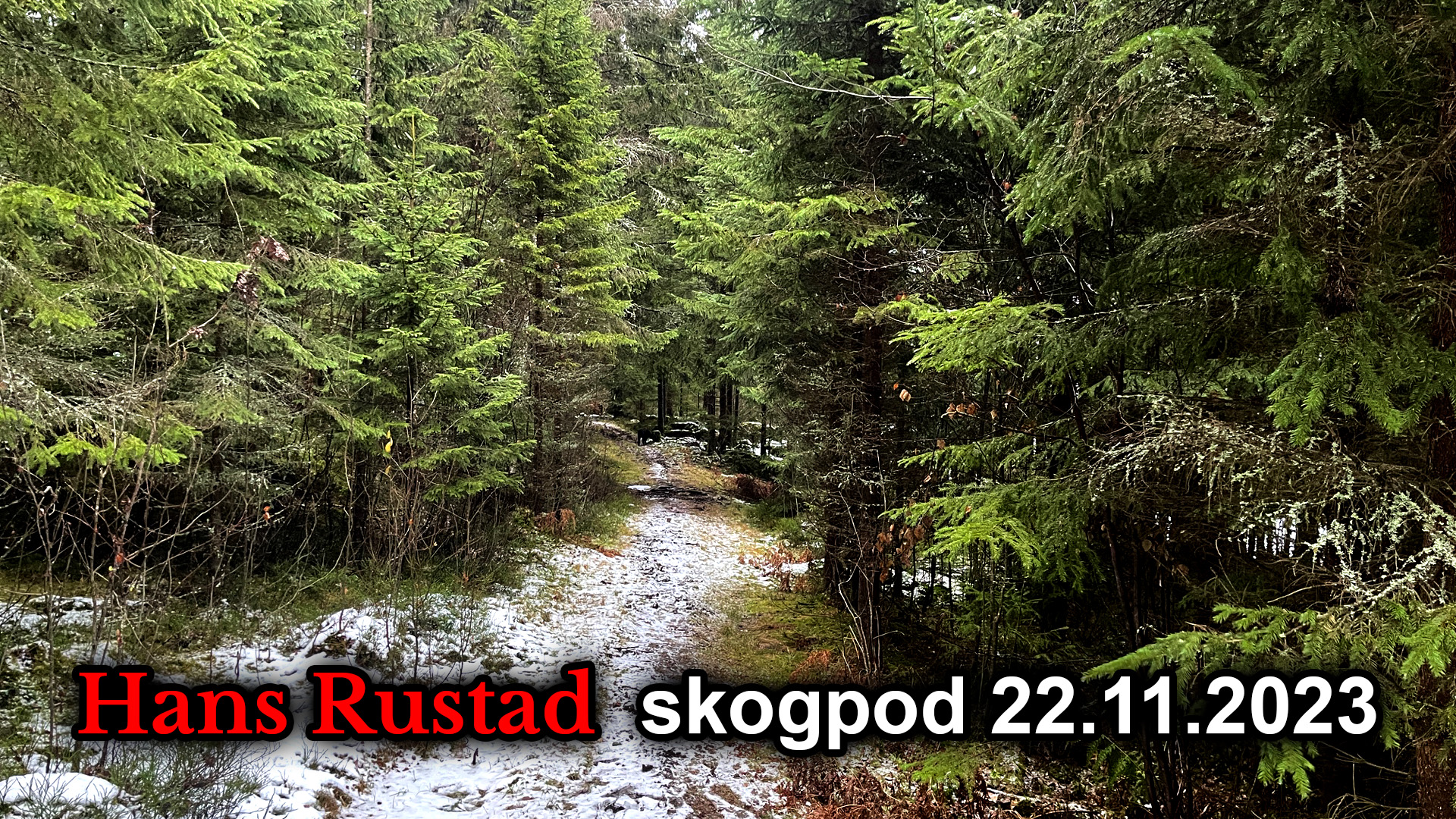 Skogpod 22. november 2023