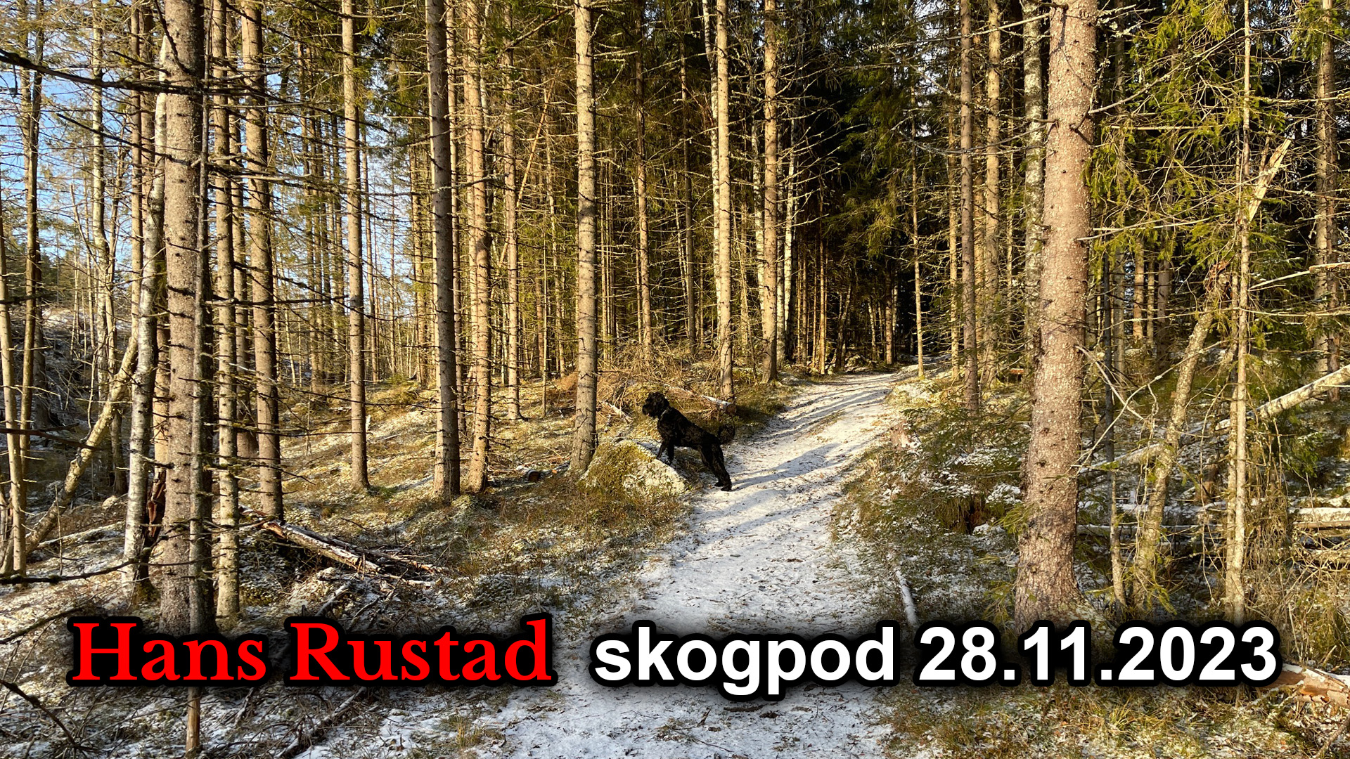 Skogpod 28. november 2023 – Hvor dumme tror de vi er?