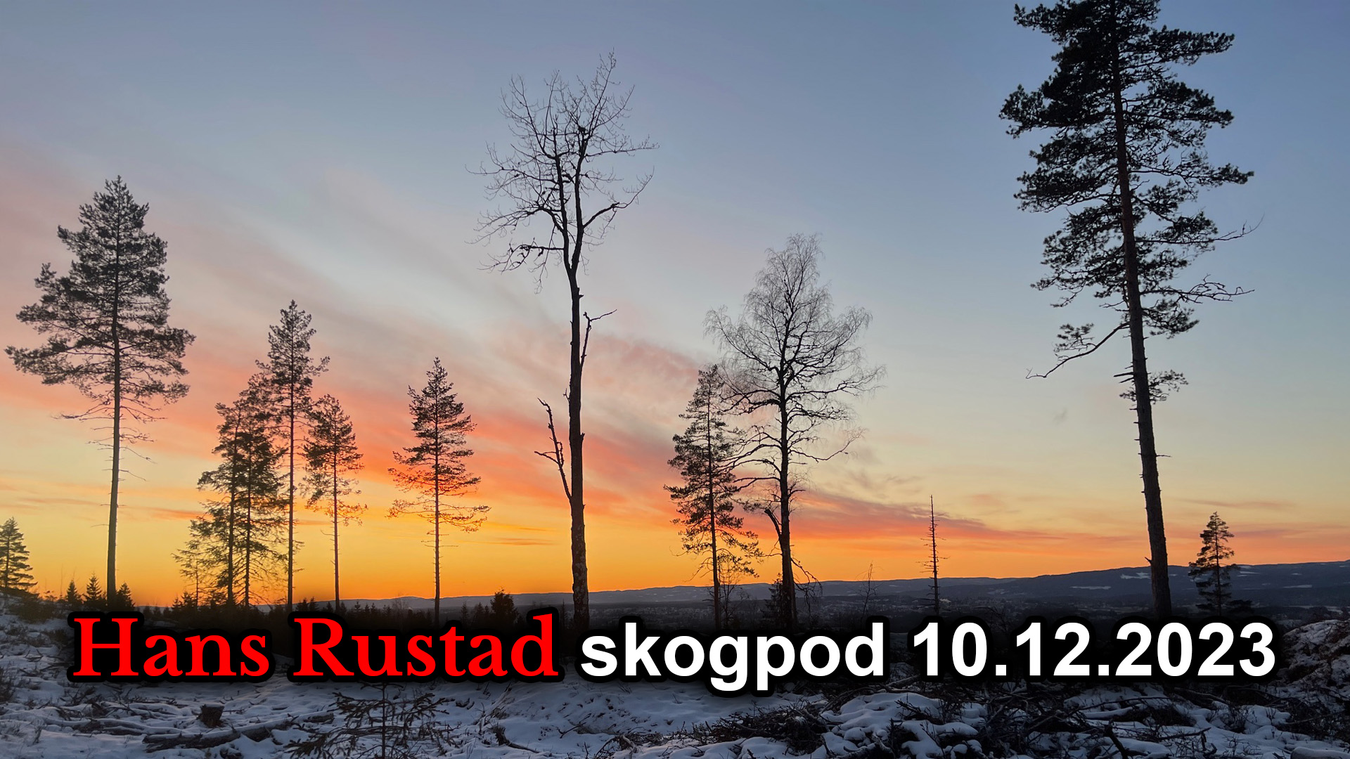 Skogpod 10. desember 2023