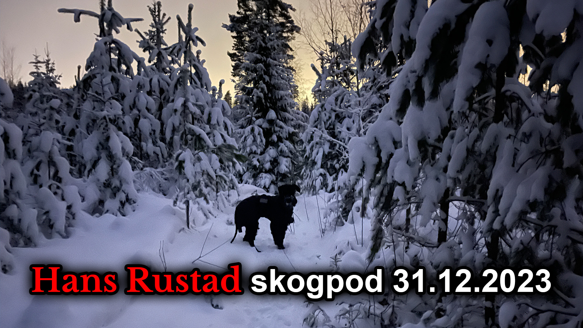 Skogpod 31. desember 2023