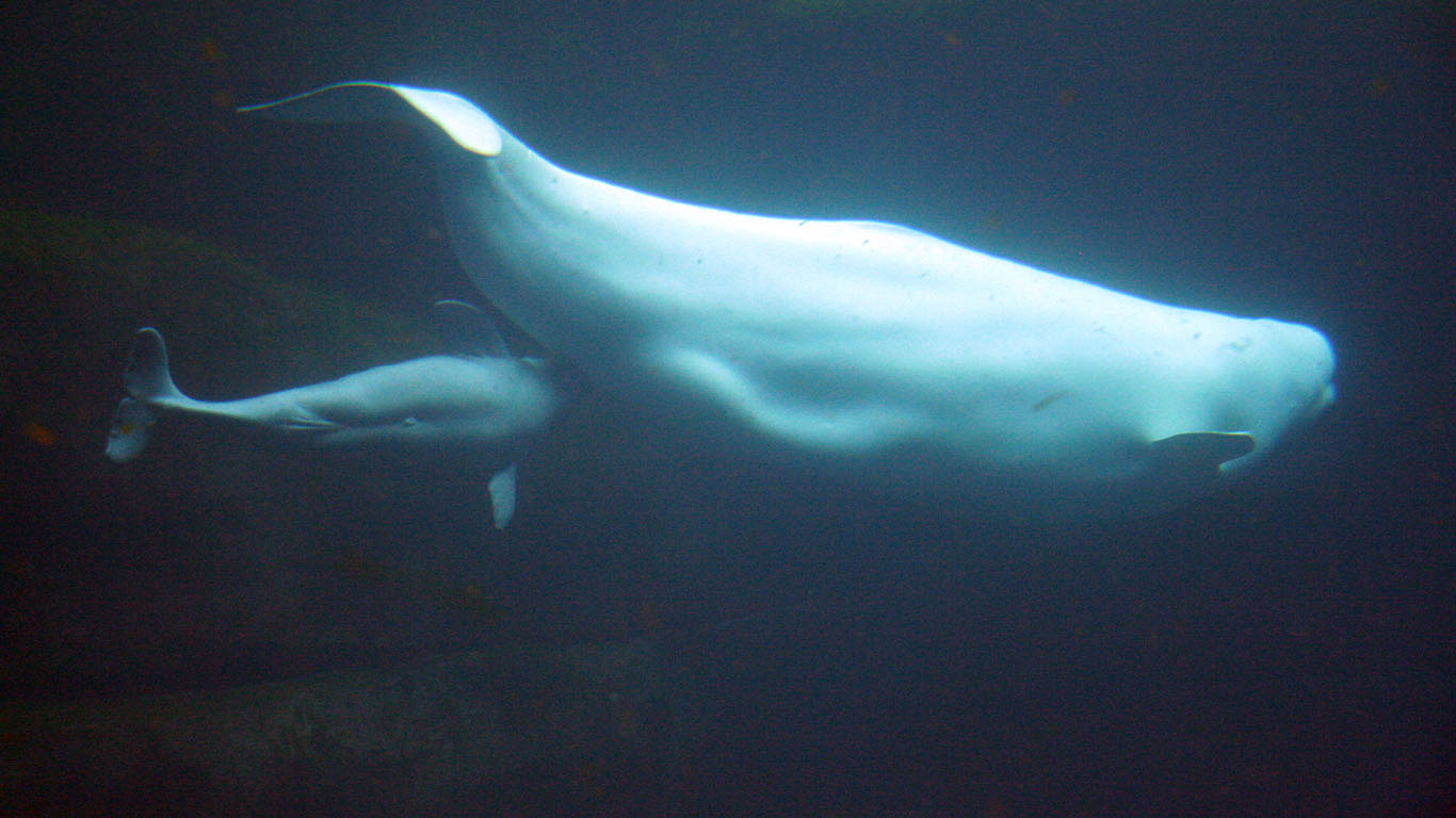 2000 hvithval ble reddet av klassisk musikk