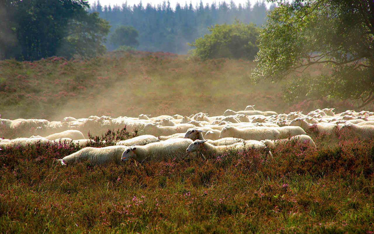 Nederland: Avls­sauene ble stjålet like før islamsk eid. Familie­bruket ...