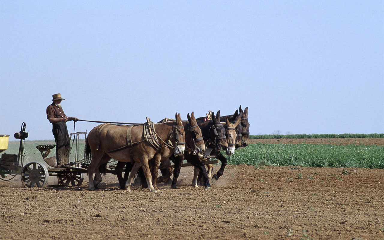 Justin Trudeau truer amish-folkets livs­grunnlag
