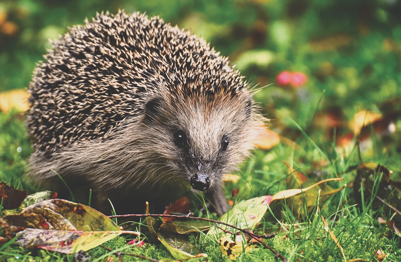 Piggsvin er snart en truet dyreart i Europa, advarer IUCN