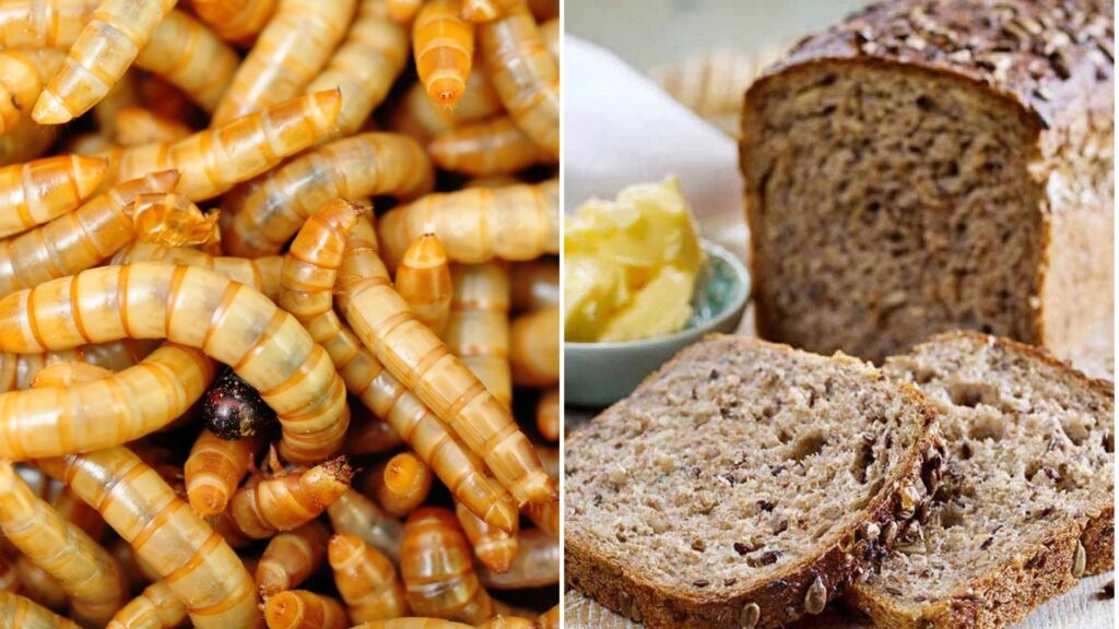 Larver til frokost? EU godkjenner gul melorm i brød, pasta og ost